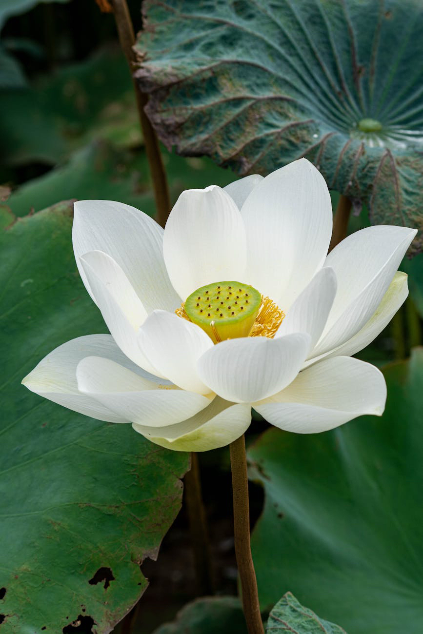 White Lotus Avoidance Day | 50 Happens